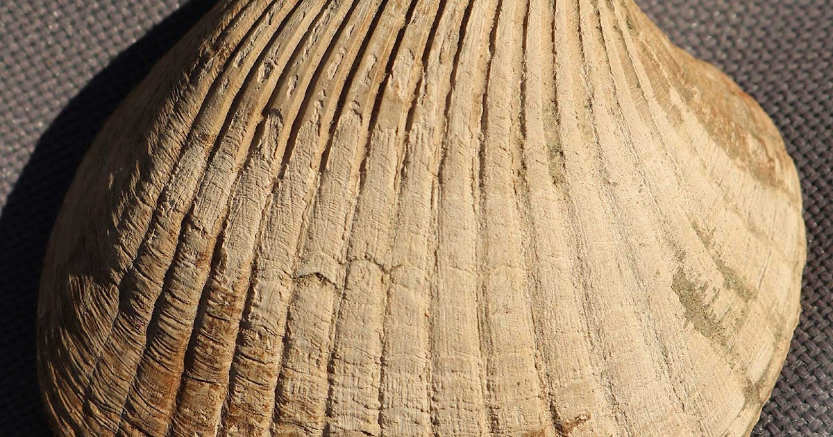 Louisville Fossils and Beyond: Venericardia planicosta Pelecypod Fossil