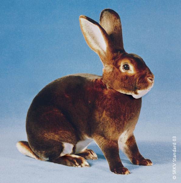 tudo que vc precisa saber sobre coelhos: raças de coelhos