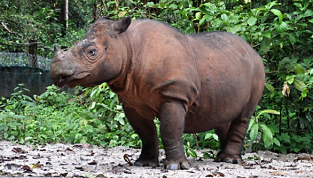 Taman Nasional Bukit Barisan Selatan Lampung Sumatera - Adat Indonesia