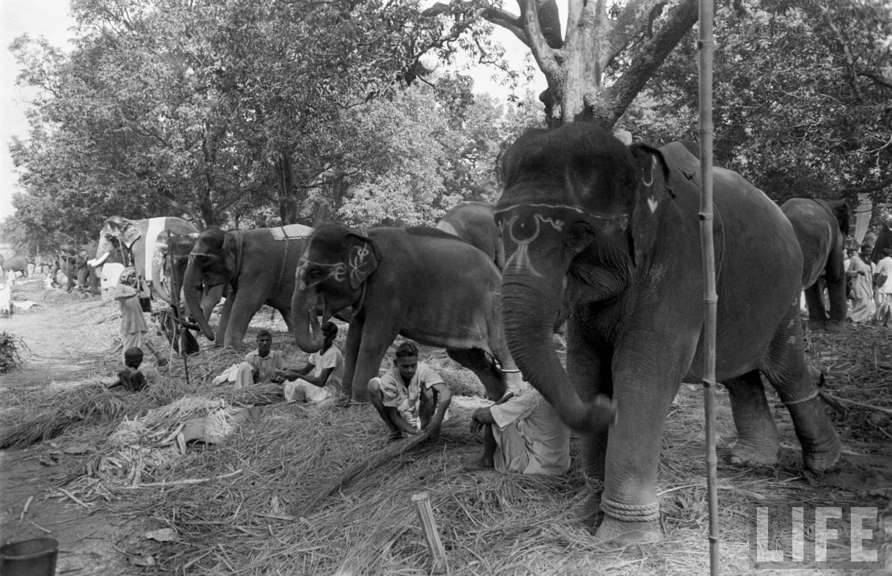 Elephants in Sonepur Cattle Fair in Bihar 1952 - Part 3 - Old Indian Photos