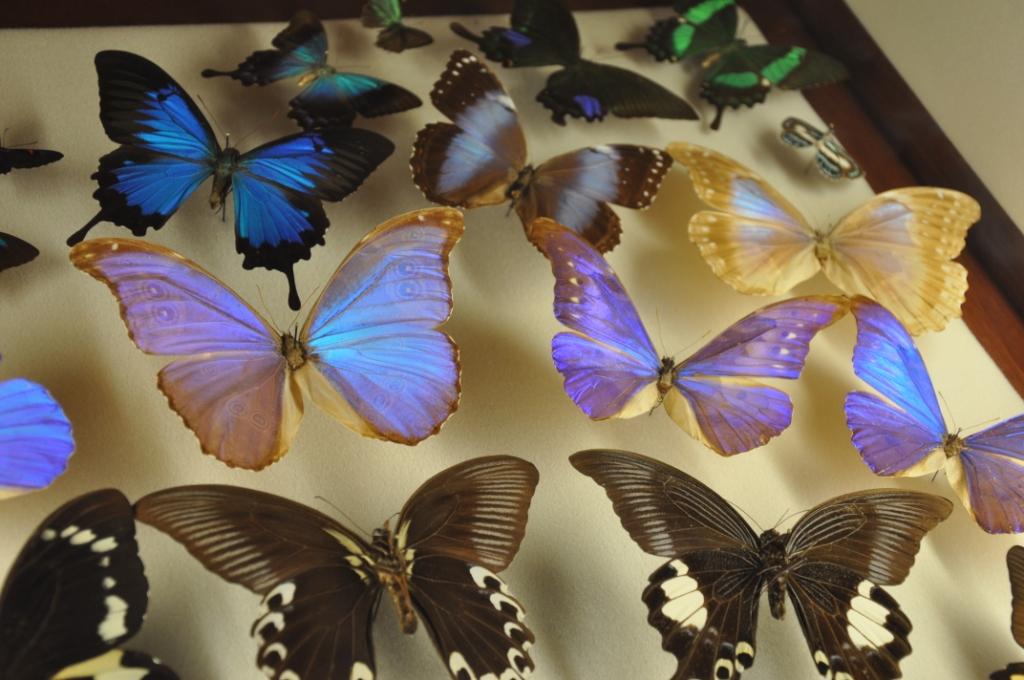 Savor The Days: Audubon Insectarium in New Orleans