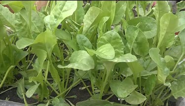 How To Plant Spinach Palak From Seed at Home - Gardening Tips For ...