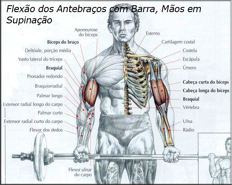 Luciano Cavalcante Personal Trainer: ANATOMIA DOS MOVIMENTOS DA ...