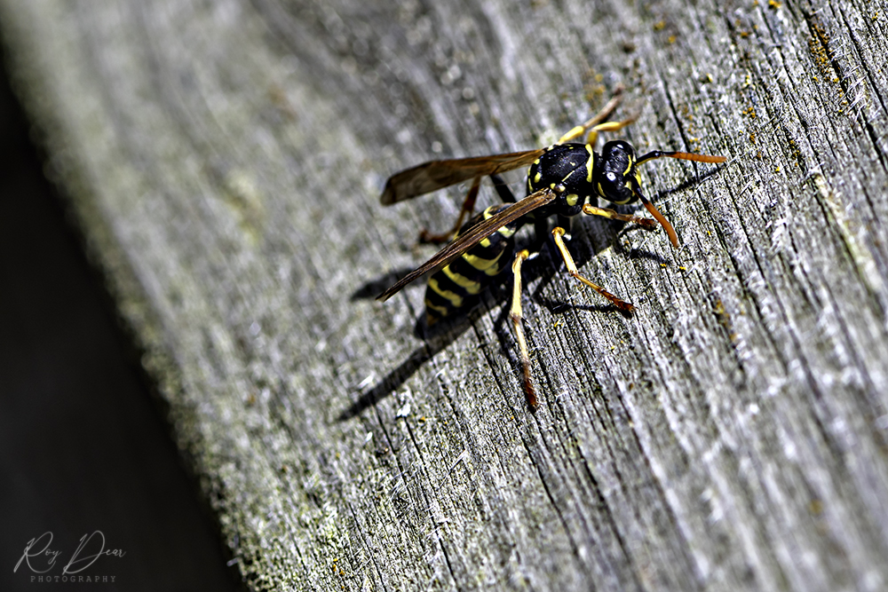 Foto's: Franse veldwesp