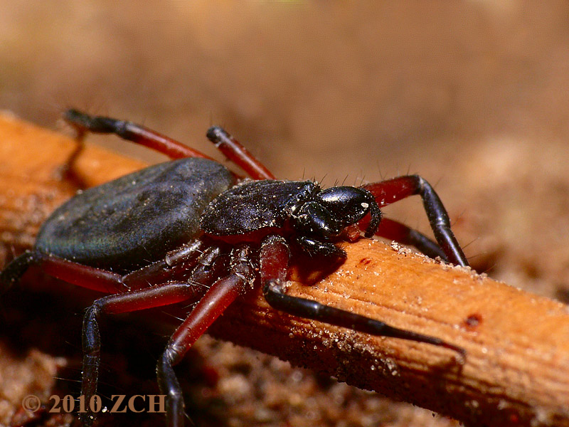 Solifugae AKA Scorpion Spider