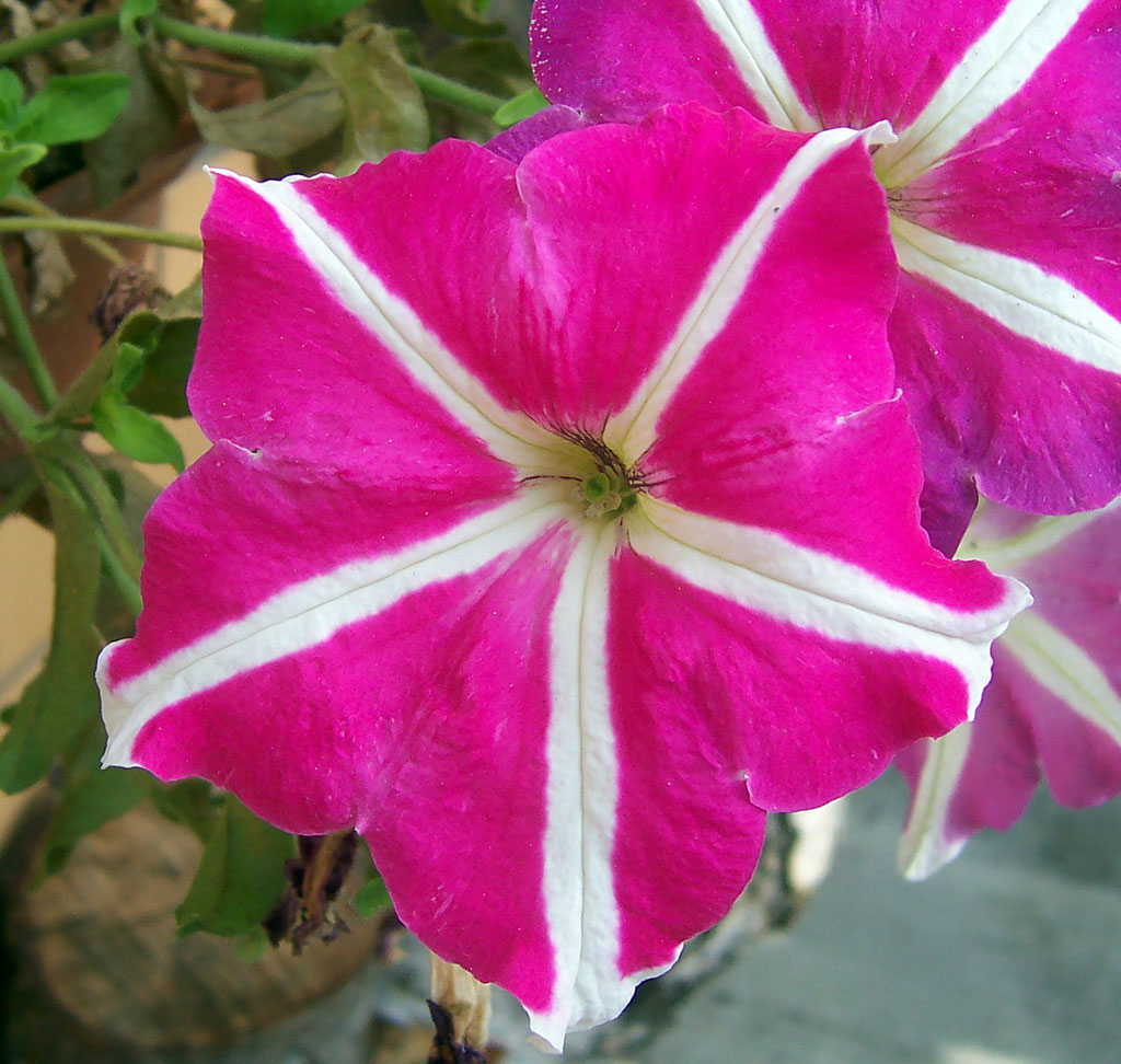 Plantas e Flores: Petunia