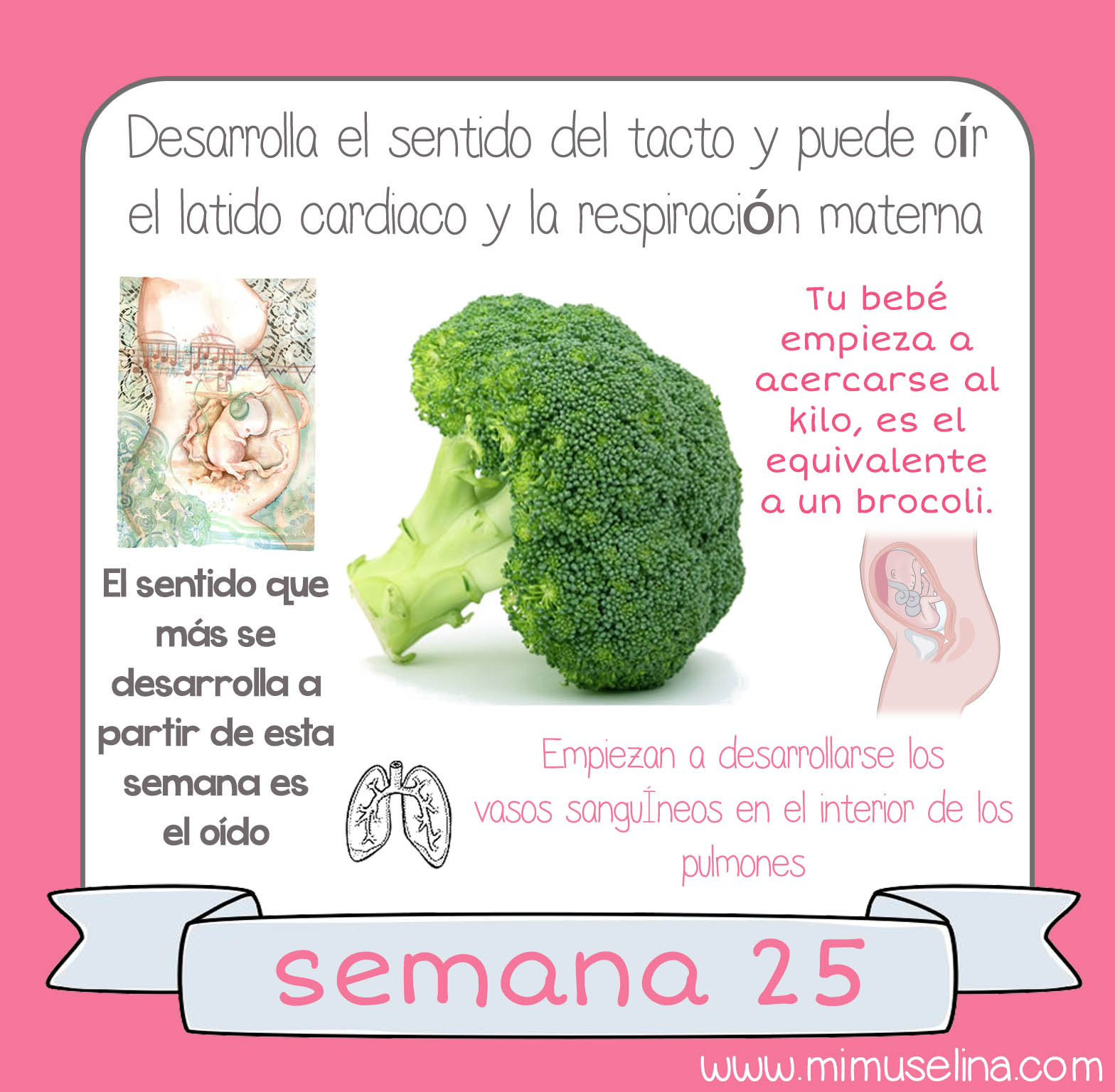 22 Semanas De Embarazo Fotos