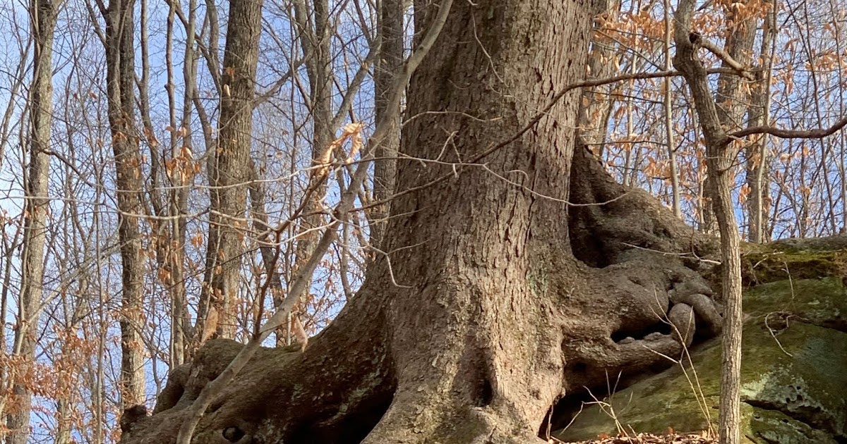 A little leeway: First Story Premise: Squashing Squirrel Land