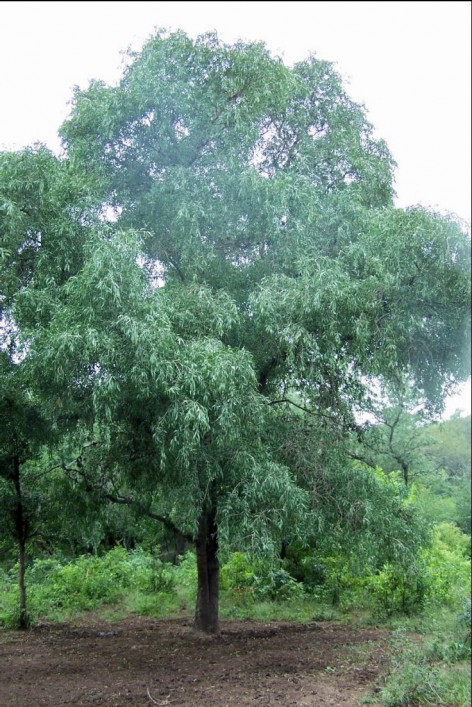 Argentina nativa: Sacha pera (Acanthosyris falcata)