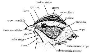 Morphology of Birds- Essential for birdwatching - Birds of India
