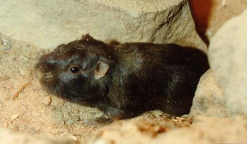 especies chilenas: El Cururo (Spalacopus cyanus)