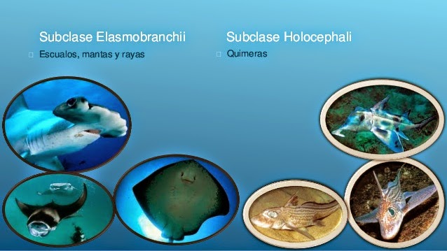 Info animales: CLASIFICACIÓN PECES CARTILAGINOSOS