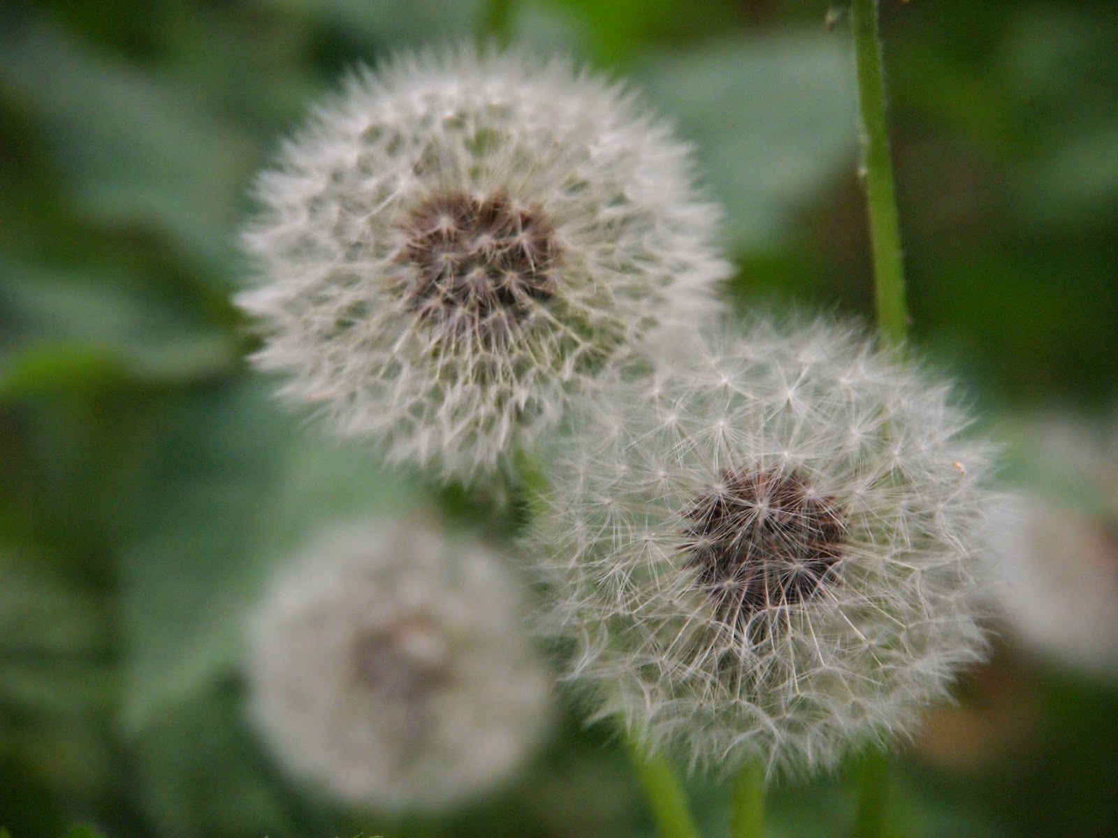 Keruutuotetarkastaja: Voikukka - jokapihan supersalaatti