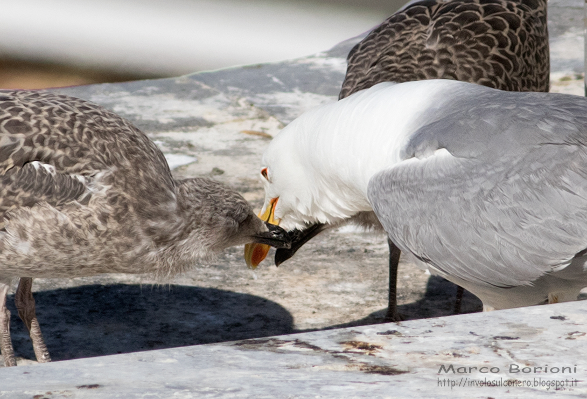 In volo sul Conero: Ancona: ornitologia portuale.