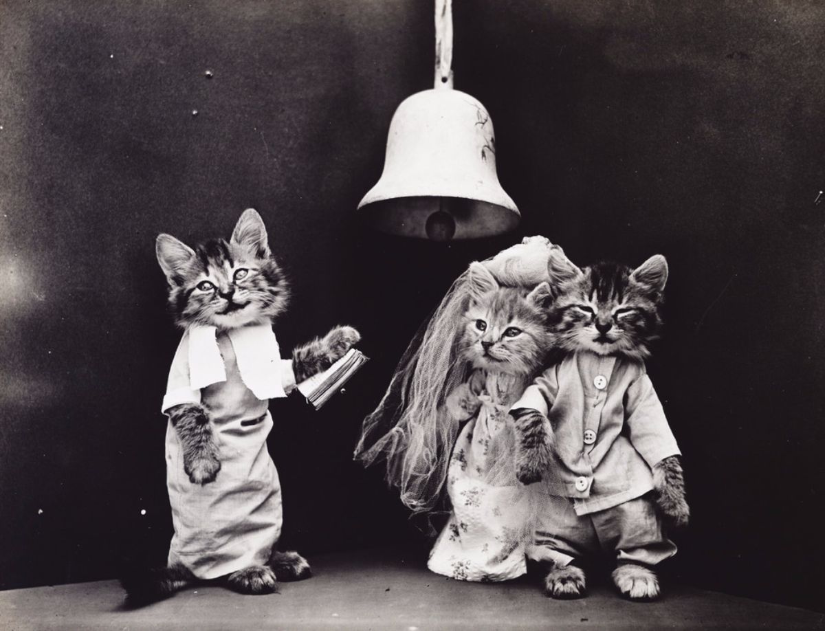 Vintage LOLcats: Adorable Old-Timey Photos of Cats Dressed As People ...