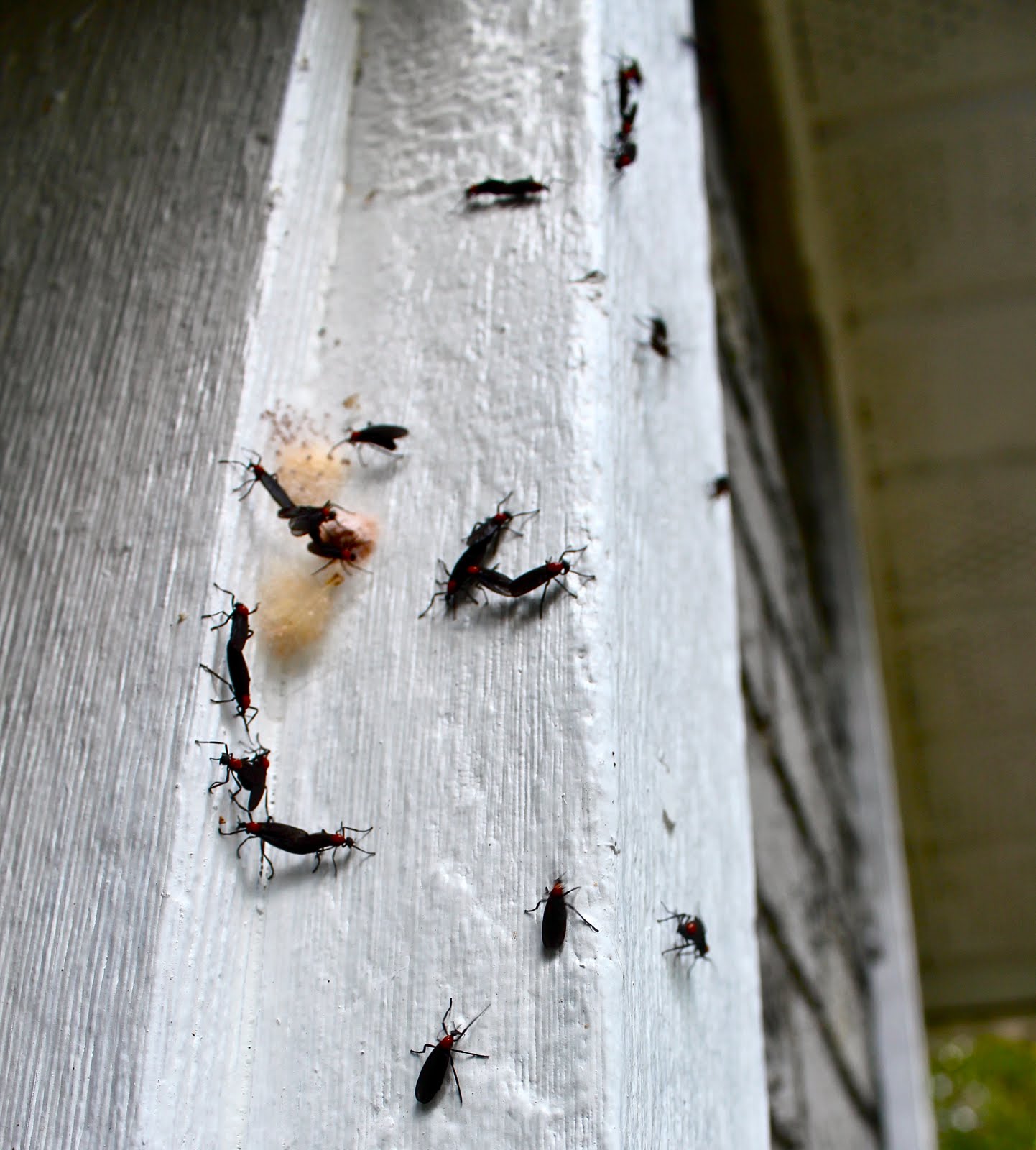 Attack of the Love Bugs | Phillip's Natural World