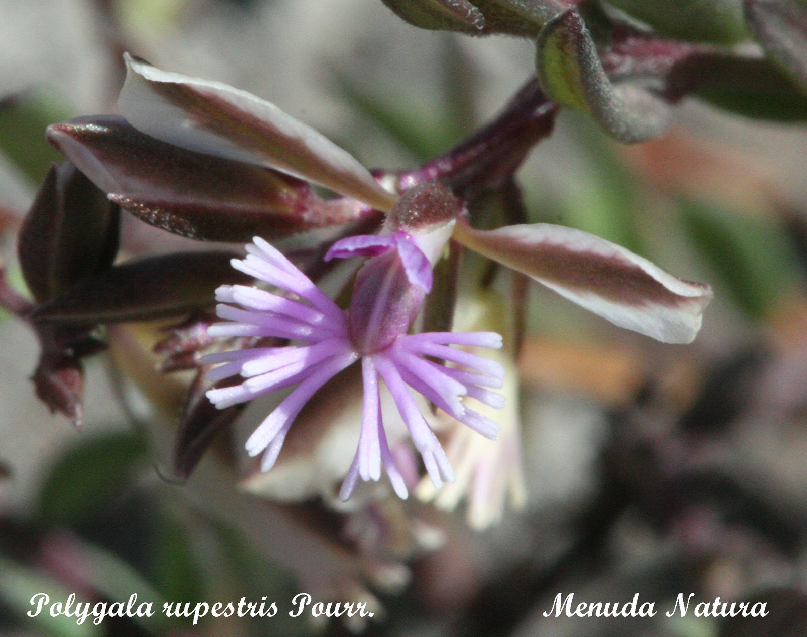 Menuda Natura: Polygala rupestris Pourr.