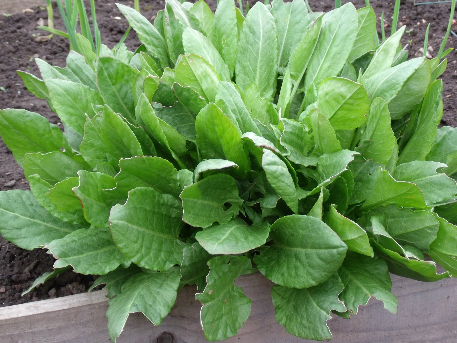 Temperate Climate Permaculture Permaculture Plants Sorrel Temperate Climate Permaculture Permaculture Plants Sorrel