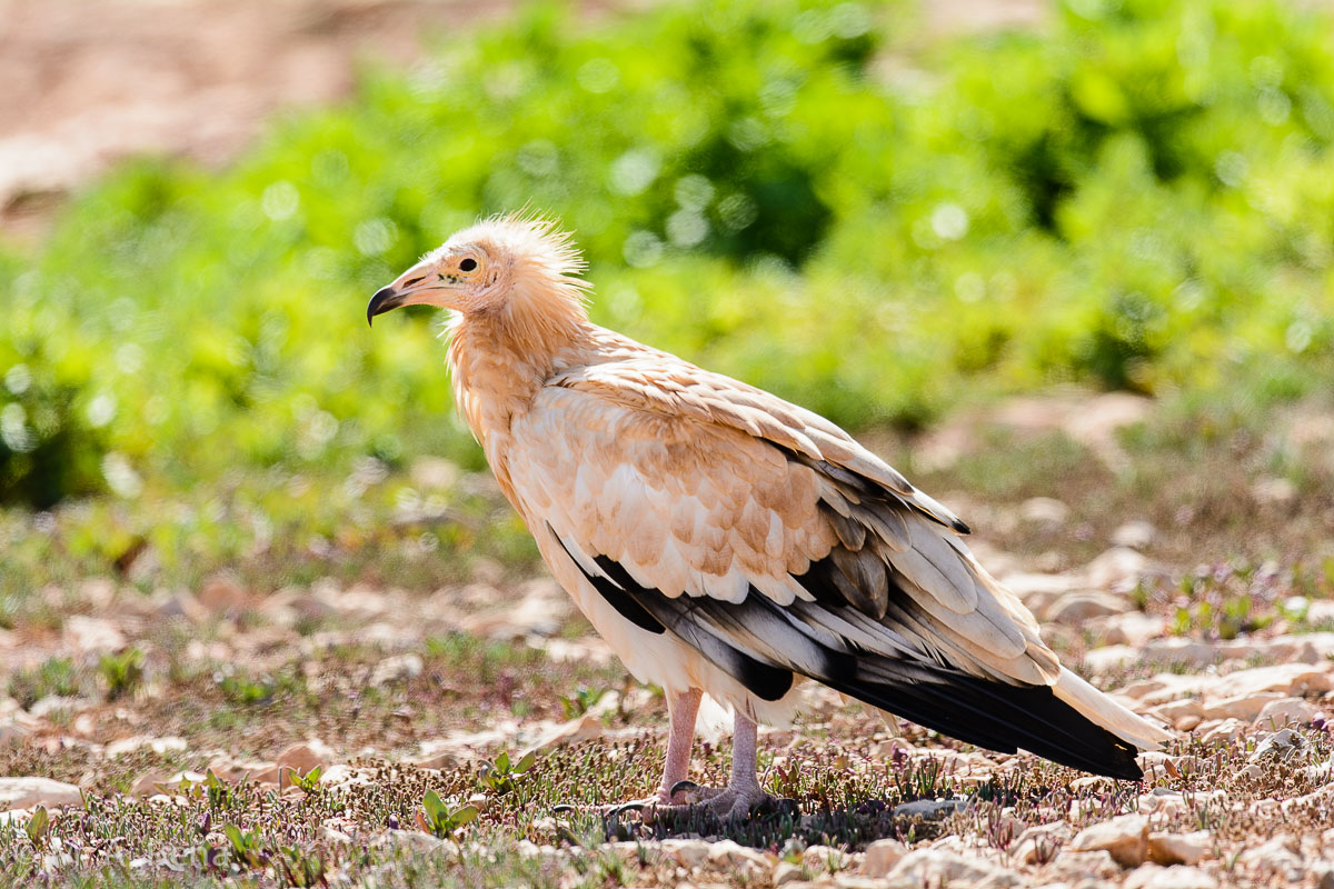 Miguel Angel Peña. Fotos de Naturaleza: El guirre