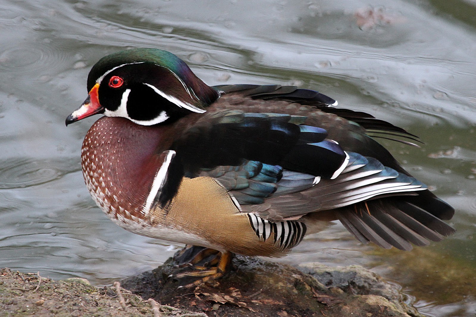 Foto naturalistiche: Anatra sposa maschio