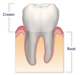 Notes for Dental Technicians: Introduction to Dental Anantomy