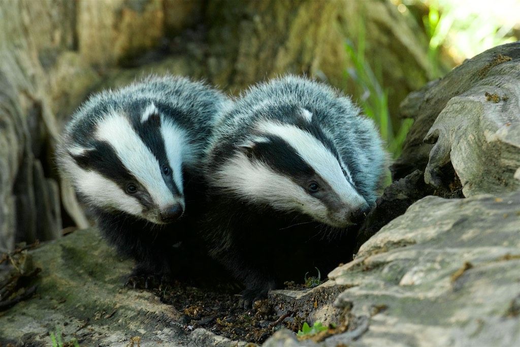British Wildlife Centre ~ Keeper's Blog: Badgers on the Move
