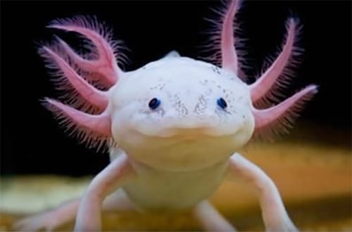 Ahora sé: AJOLOTE MEXICANO