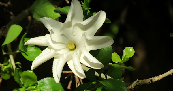 Gardenia volkensii - Transvaal gardenia care and culture | Travaldo's blog