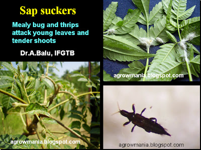 Agroforestry - A blog on Agrihortisilviculture: Insect pests of Melia ...