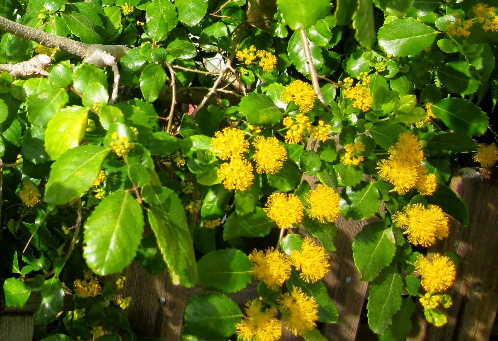 OH 77 Spring and Summer Plant Identification: Azara dentata