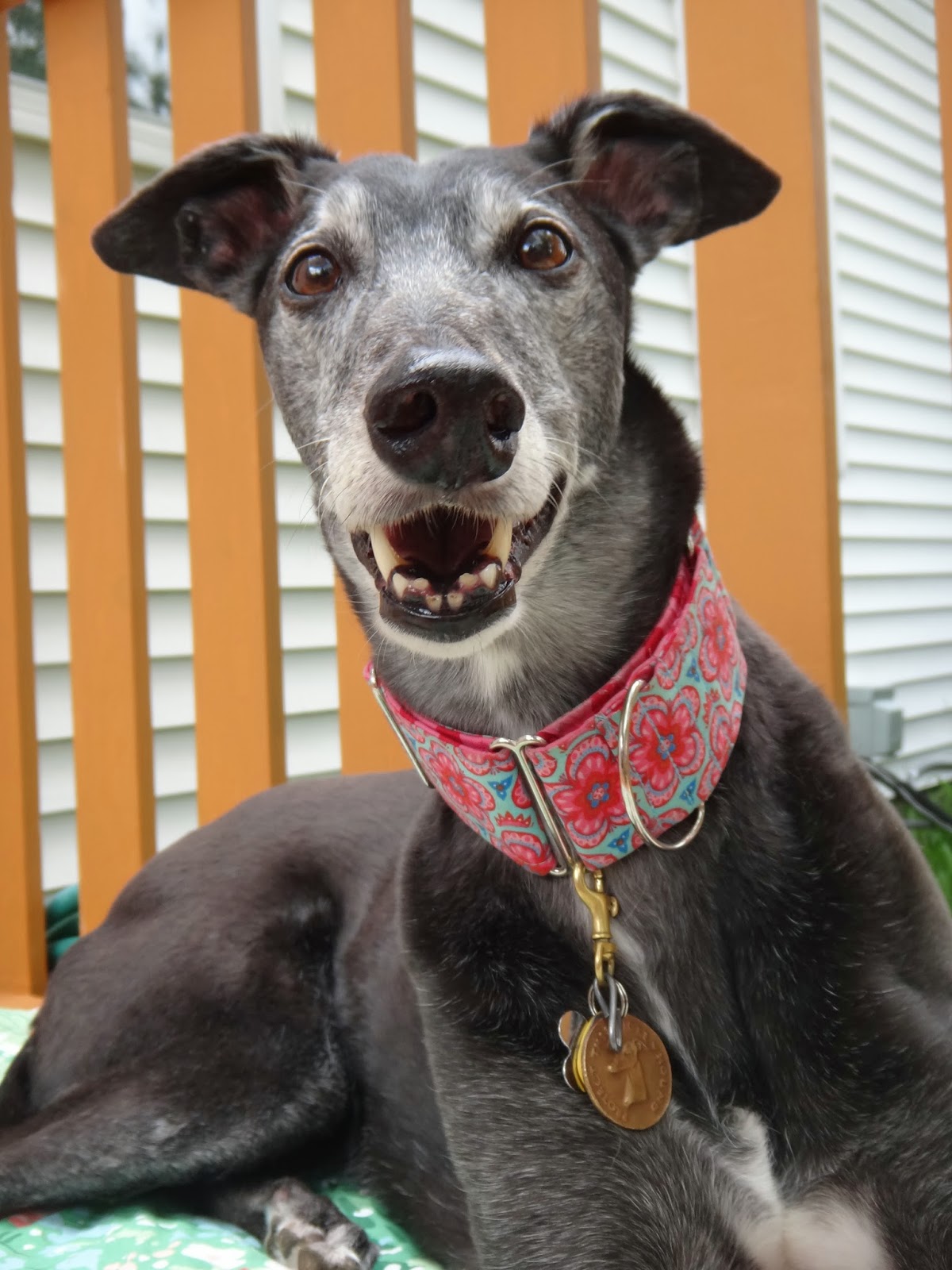 Northern Lights Greyhound Adoption Dog Blog: NLGA Photo Roundup ...