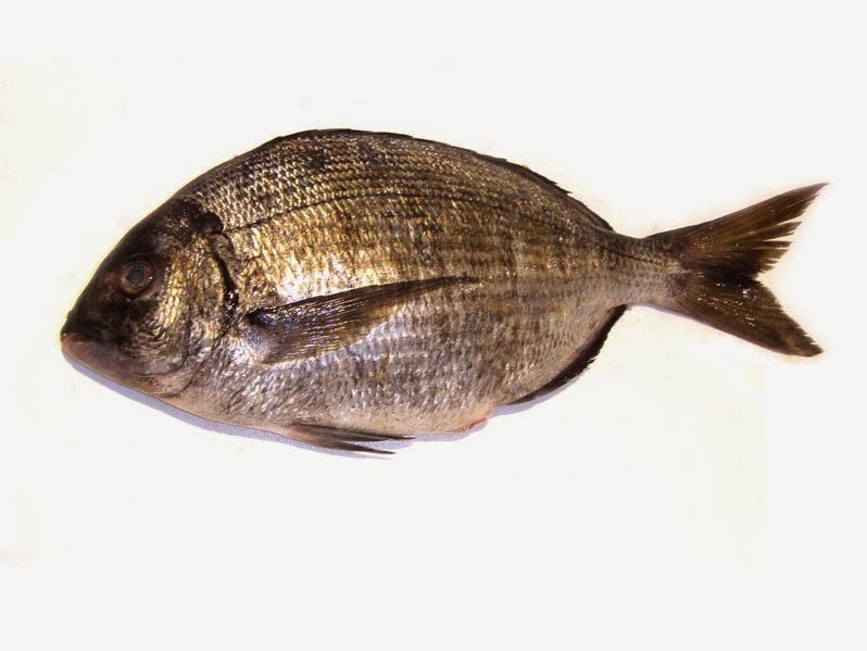 Sargo ~ EL SAUCE seafood