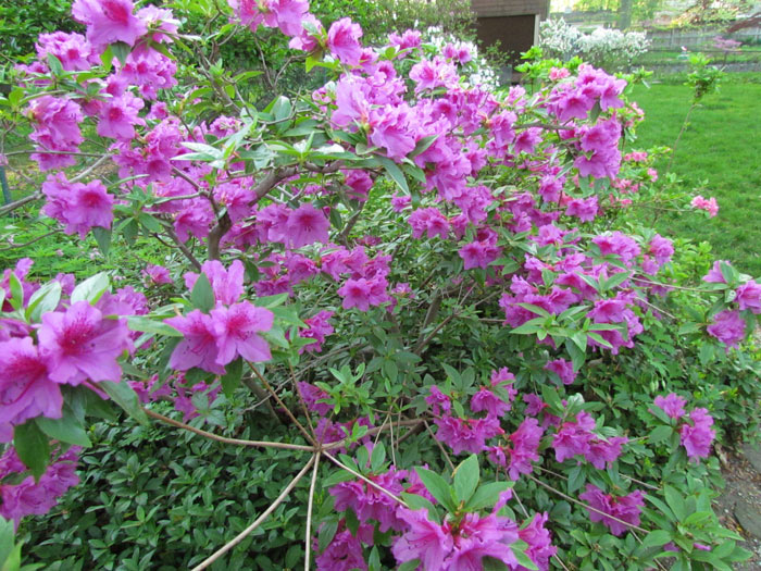 Where Azaleas Bloom - bizpsupb