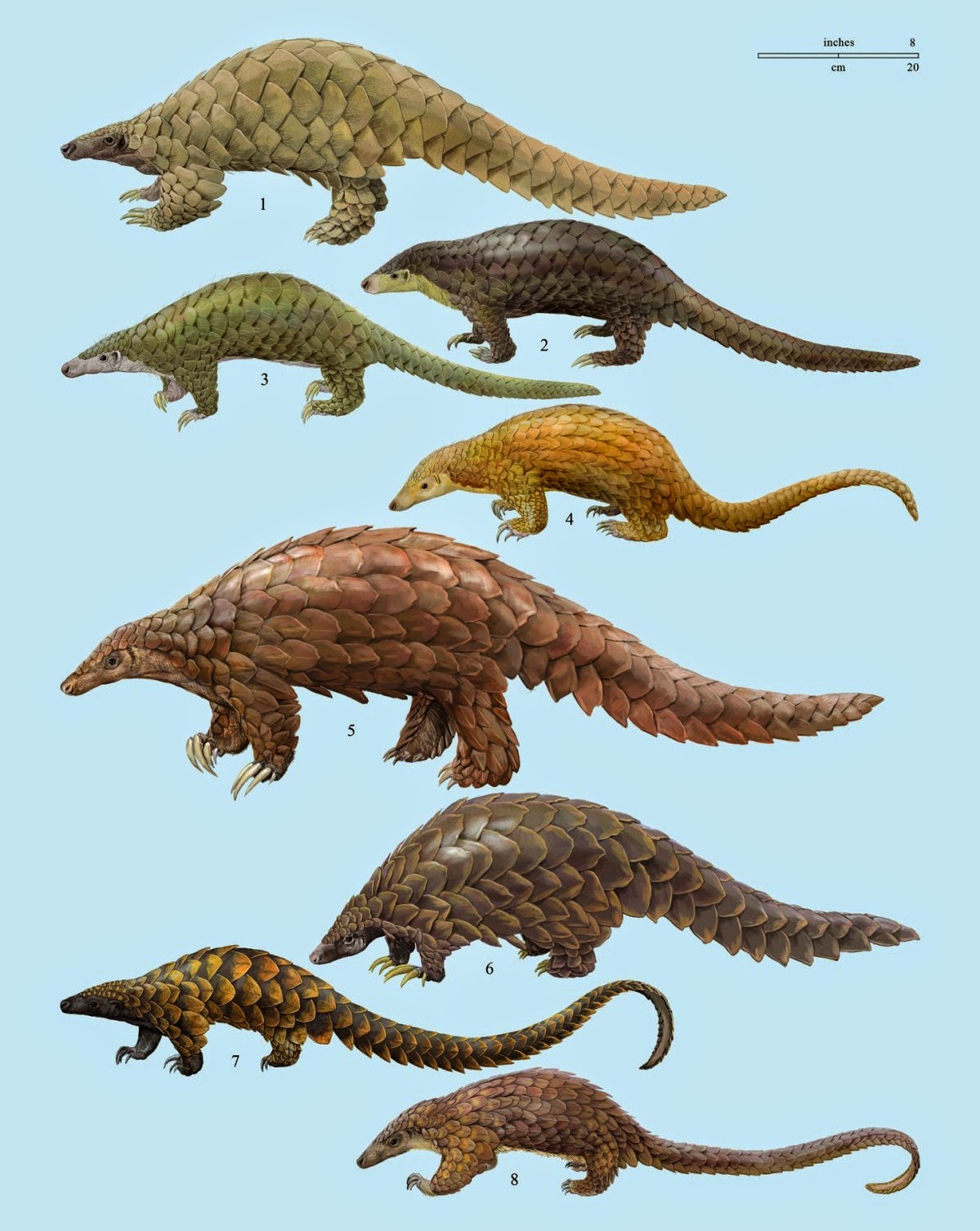 Pangolin _ Who are they?