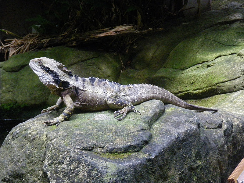 Little Lamb's Kitchen ~.~: 26 Nov 11 – Day 2 (Currumbin Wildlife ...