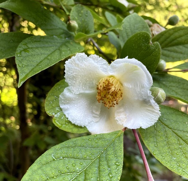 Shoreline Area News: In the Garden Now - Japanese Stewartia trees