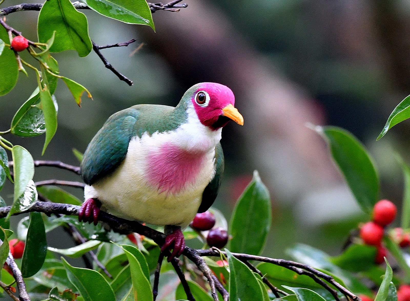 The Life Journey in Photography: Jambu Fruit Dove [Male] @ National ...