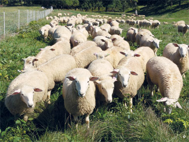 OVINE DE CARNE SI DE LAPTE