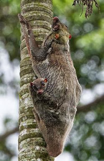 Species Sunda Flying Lemur | Good Picture Animals
