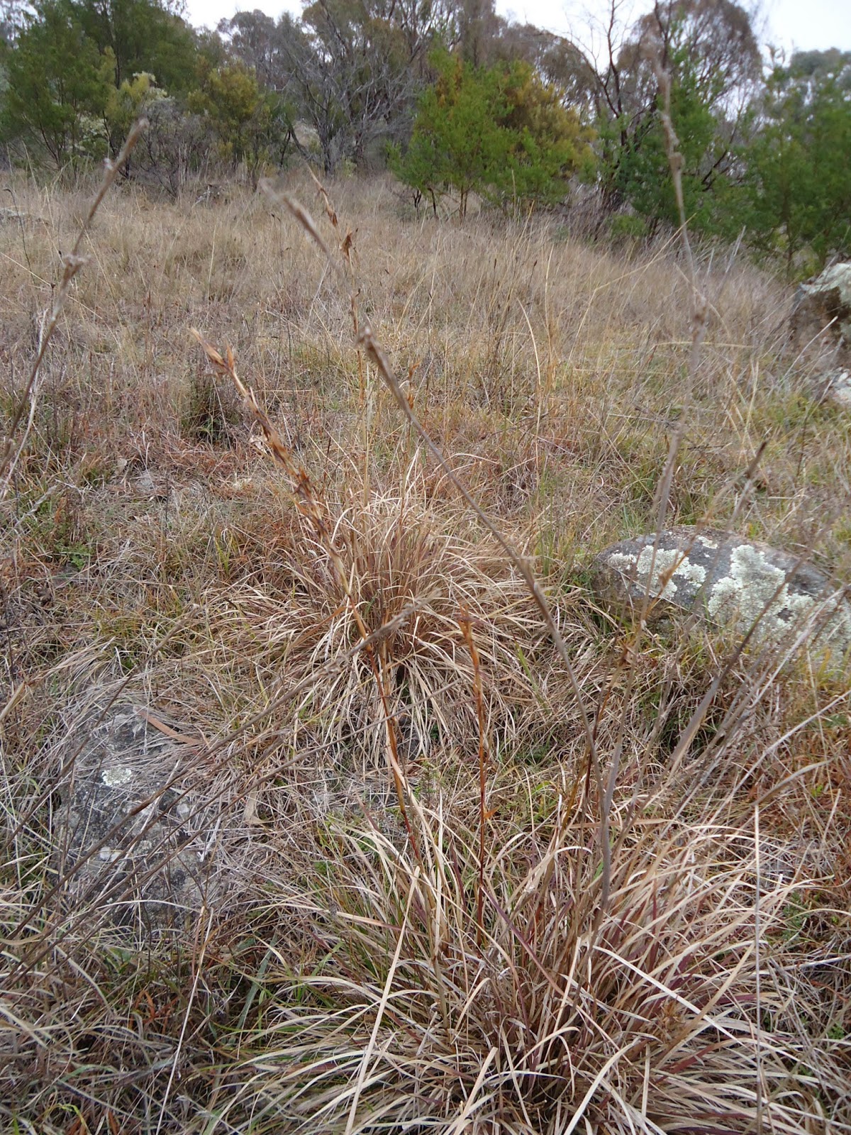 Mt Rogers Landcare: March 2014