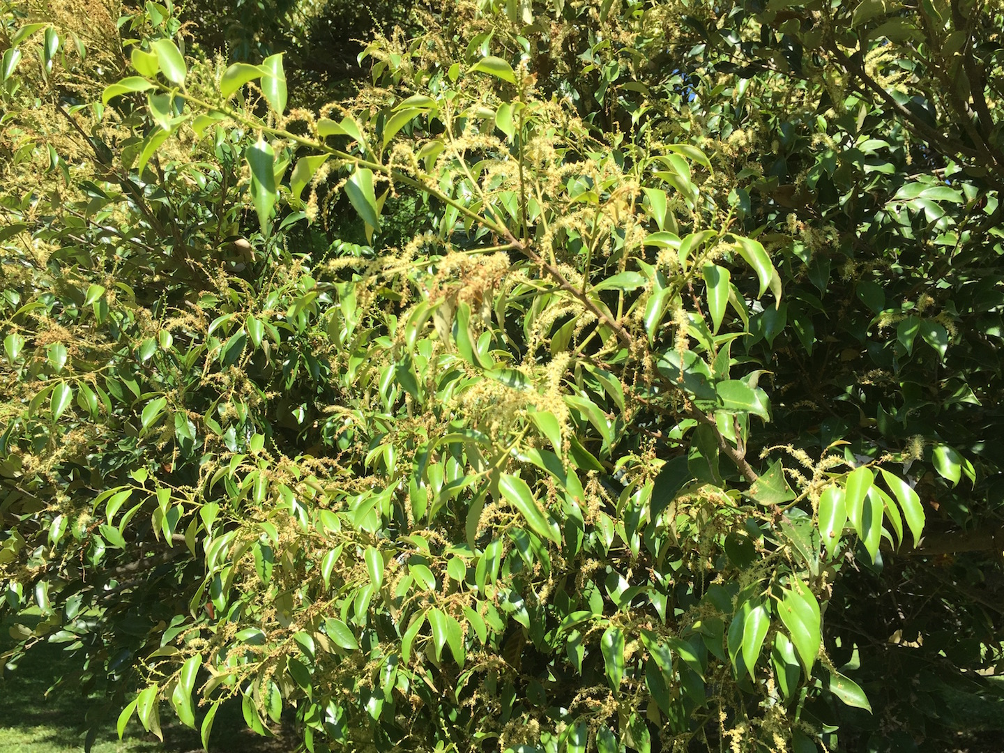 MARIETTE'S BACK TO BASICS: {Castanopsis Cuspidata (Japanese Chinquapin ...