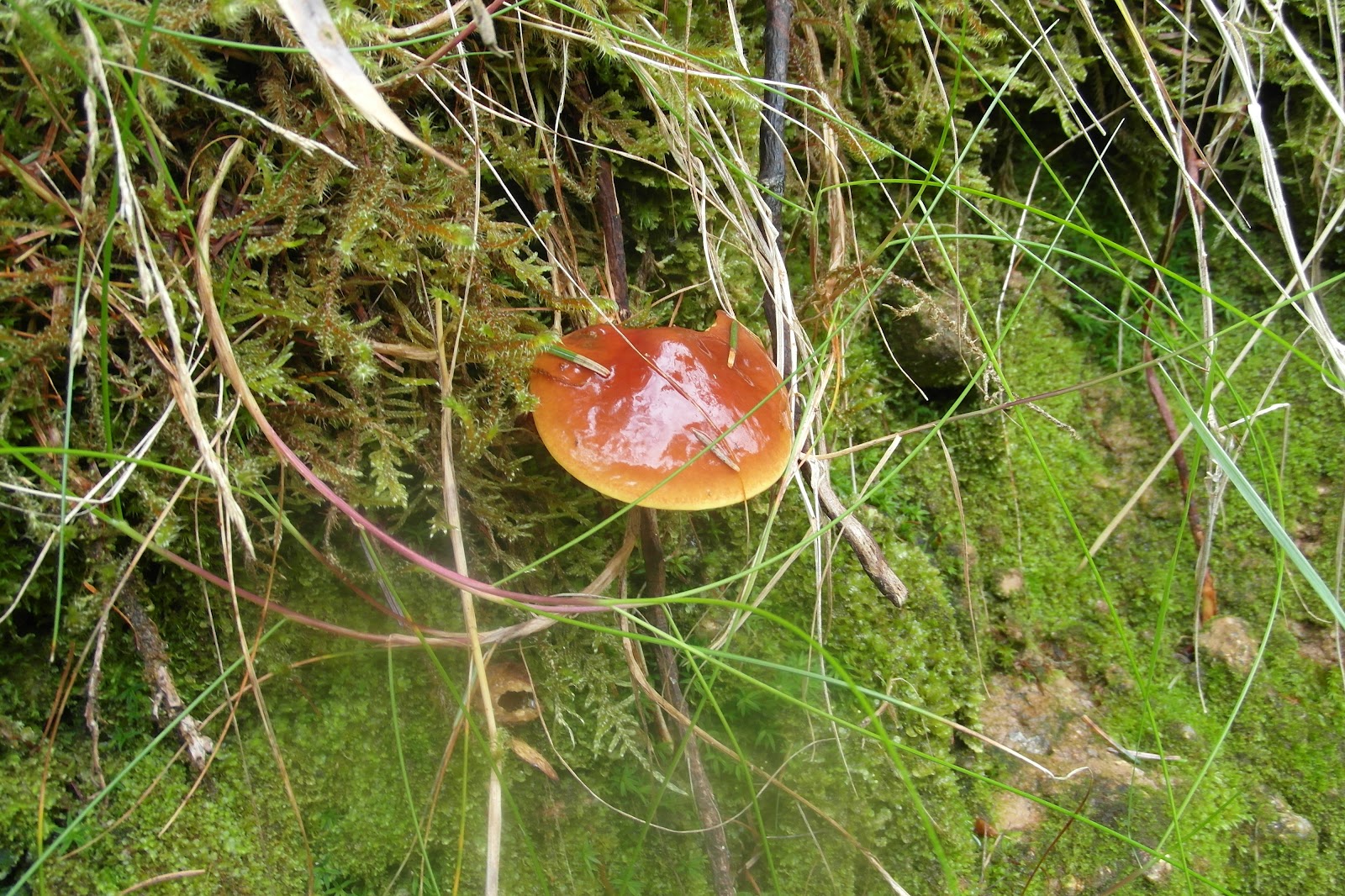 PAT COOKS: 'Slippery jacks' Suillus luteus