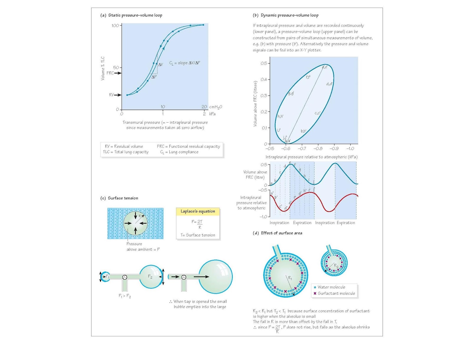 Lung Mechanics: Elastic Forces - pediagenosis