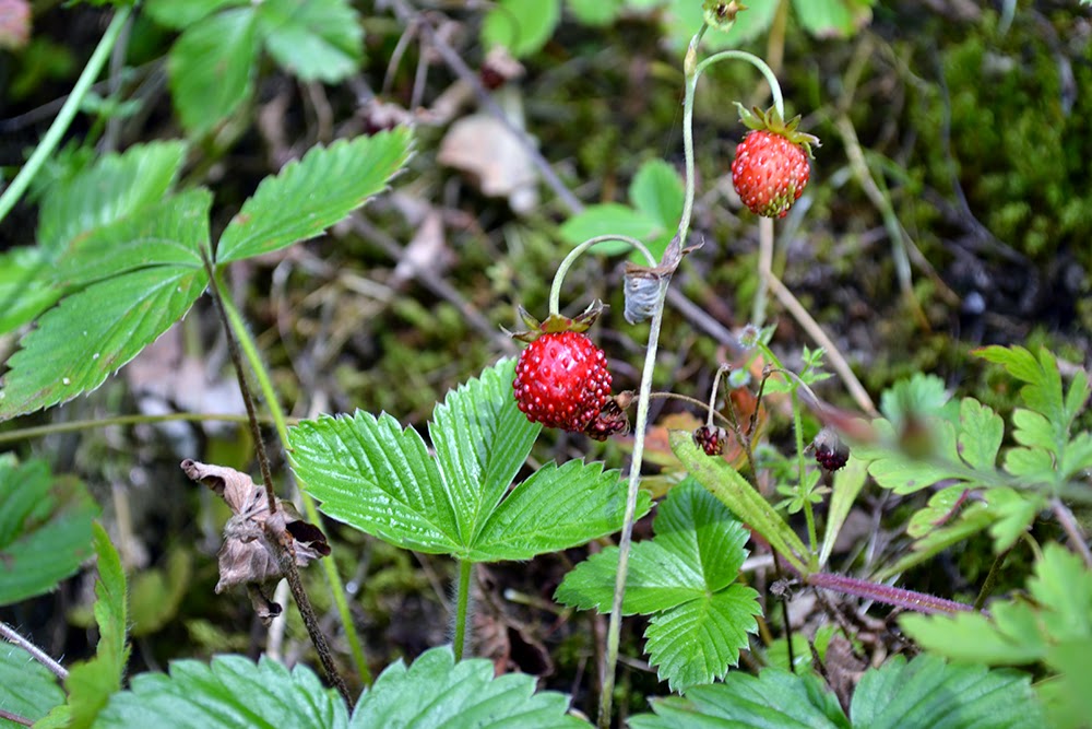 Frăguțe din grădină | marcu ioachim online shop