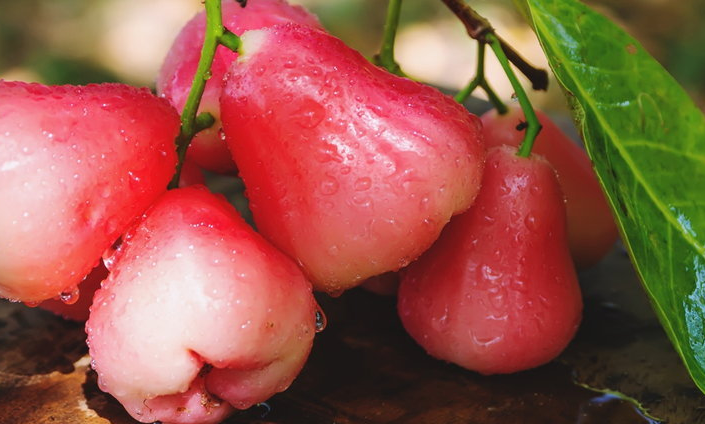 Chompoo with good benefits For diabetics People want to lose weight ...