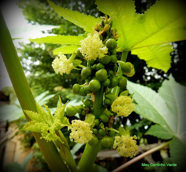 MAMONA - ( Ricinus communis ) - Meu Cantinho Verde