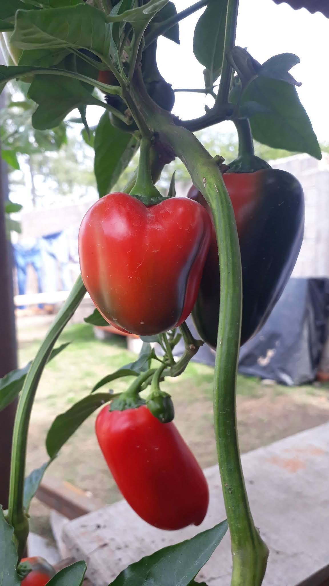 El cultivo del Morrón (Capsicum annuum)