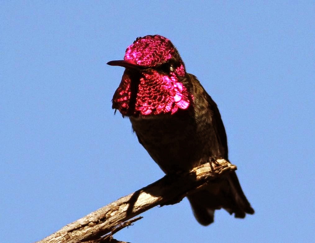 Jo's Morning Walk: Osprey Ousting... Hummingbird Hunting