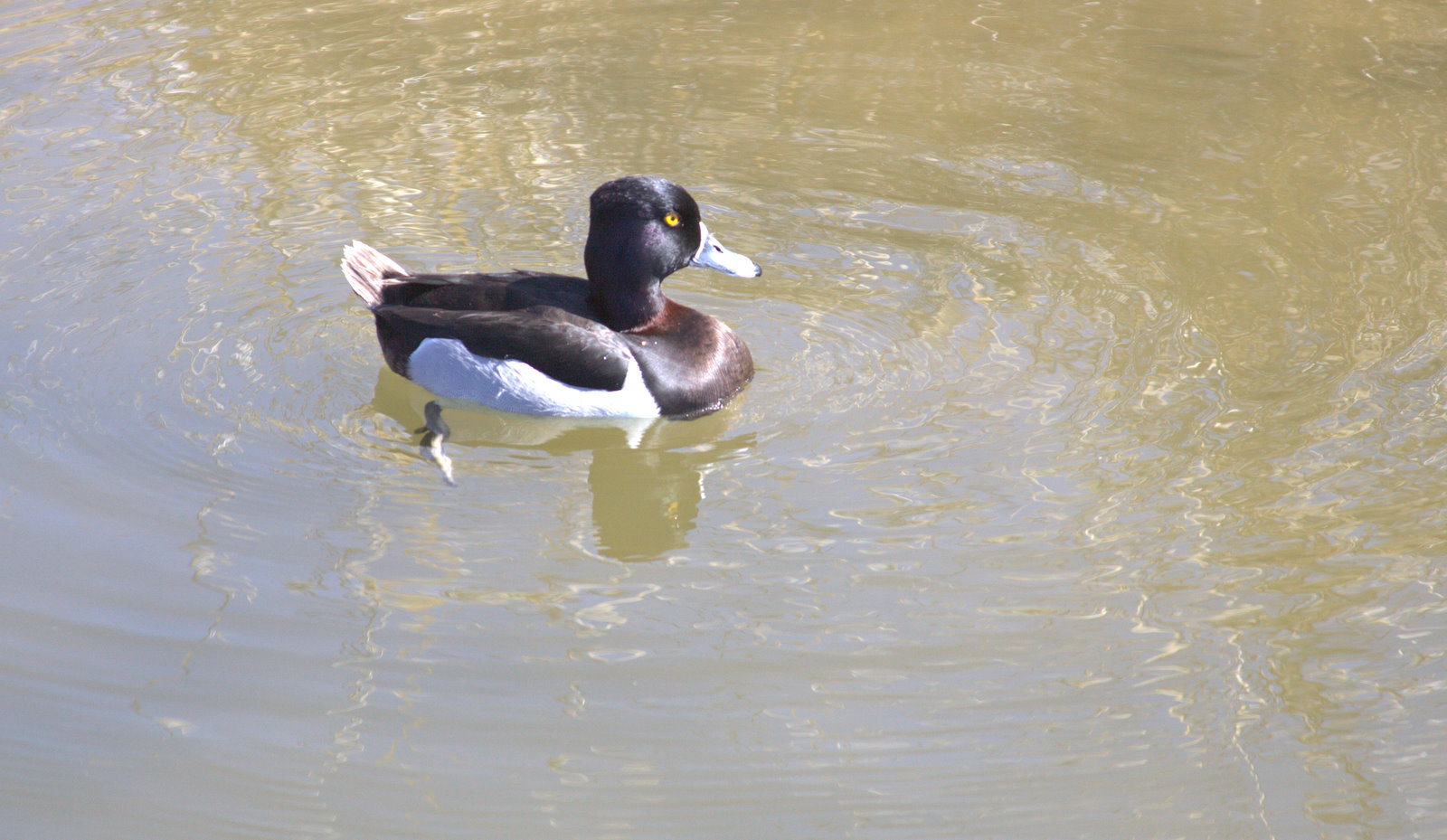 Walking Arizona: Ducks Ditty