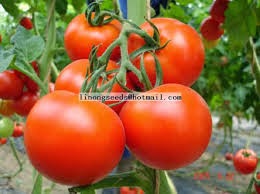 EL TOMATE ROJO (JITOMATE)